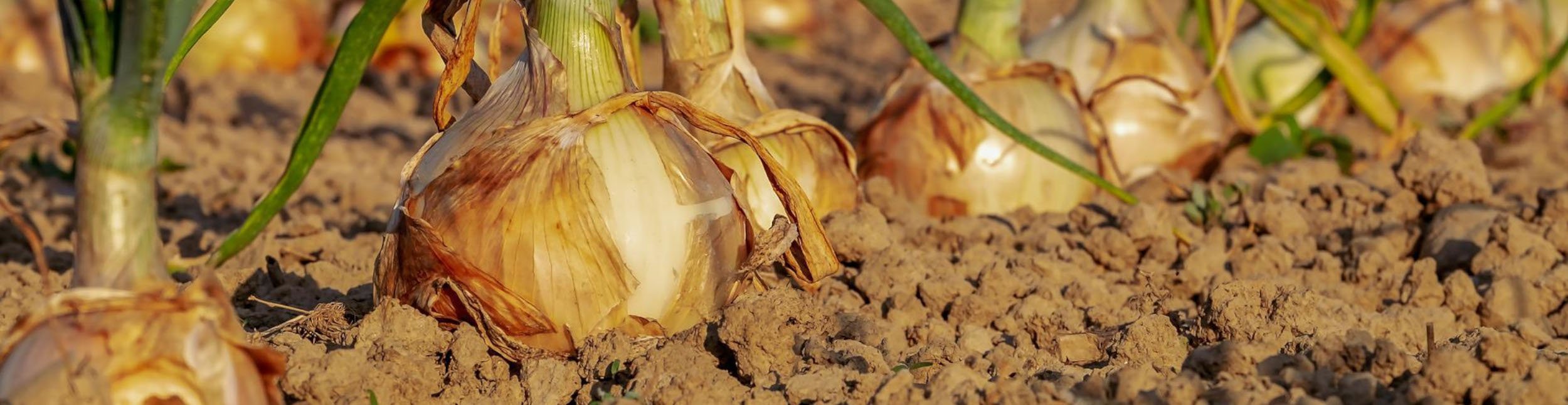 Tips voor het Succesvol Planten van Bloembollen in uw Tuin – bbhortensia.be
